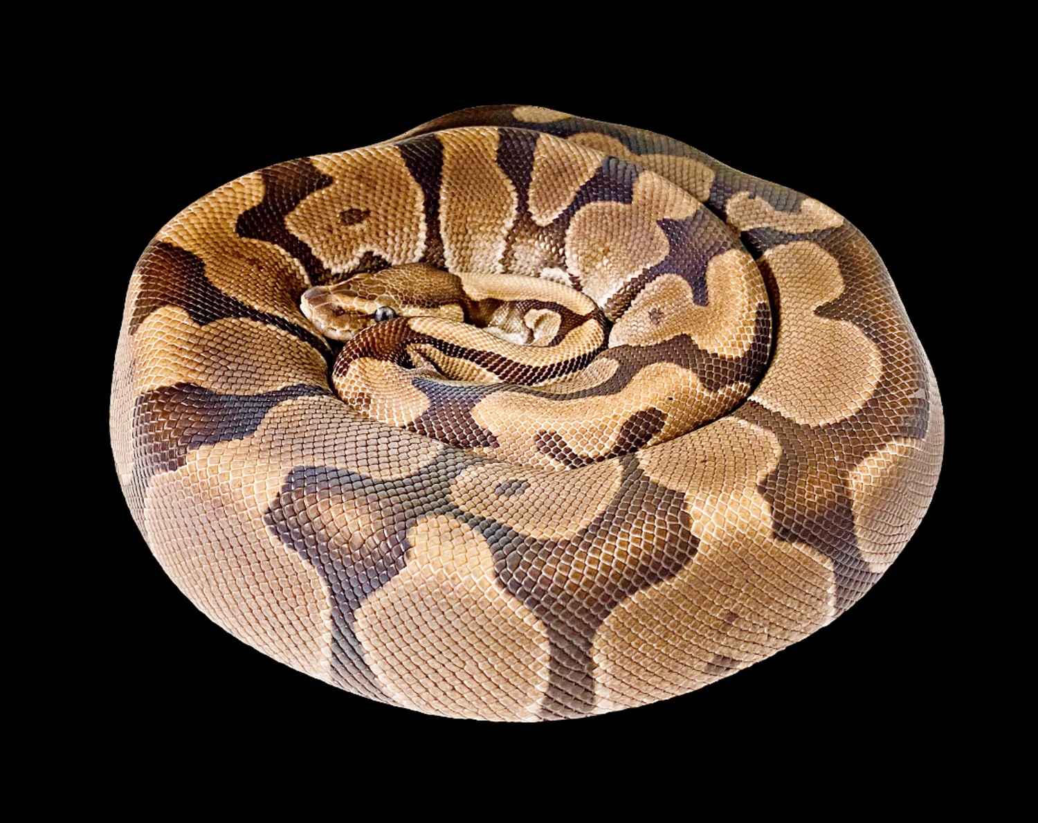 Super Blade Ball Python by Royal-Pythons - MorphMarket