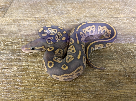 Black Head Hypo Ball Python by Royal-Pythons