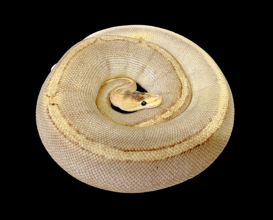 Champagne Double Het VPI True Ghost Ball Python by Royal-Pythons