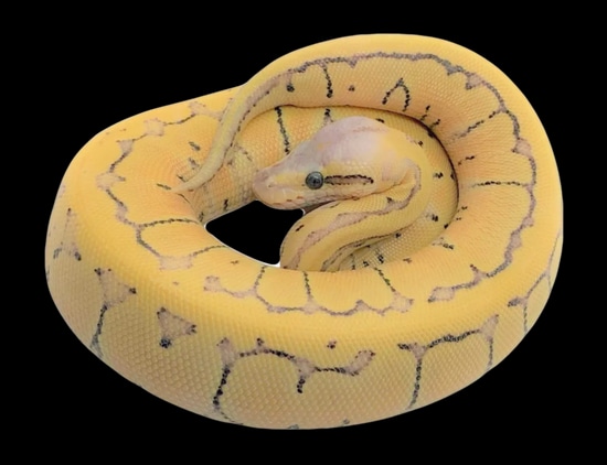 Desert Ghost Lemonblast Ball Python by Royal-Pythons
