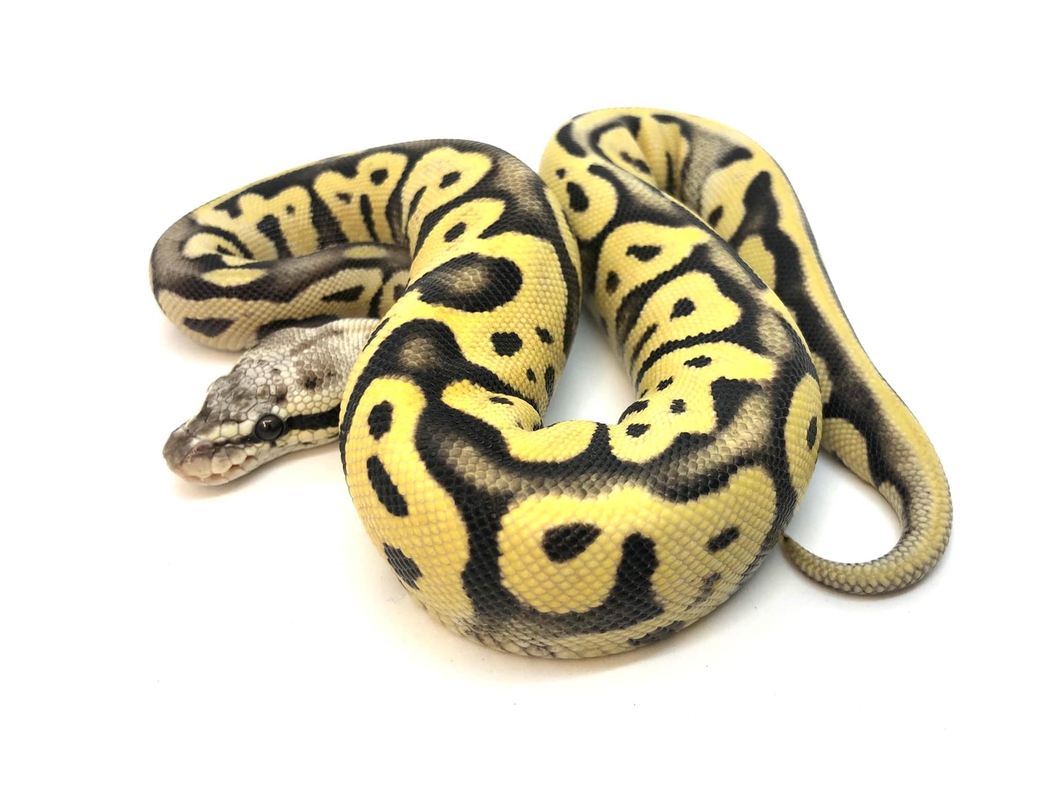 Pastel Leopard Desert Ghost Ball Python by Royal-Pythons - MorphMarket