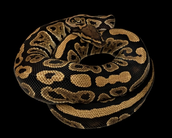 Nanny 100% Het Desert Ghost 50% Het Cryptic Ball Python by Royal-Pythons