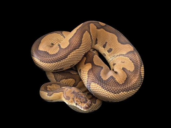 Blade Clown Ball Python by Royal-Pythons