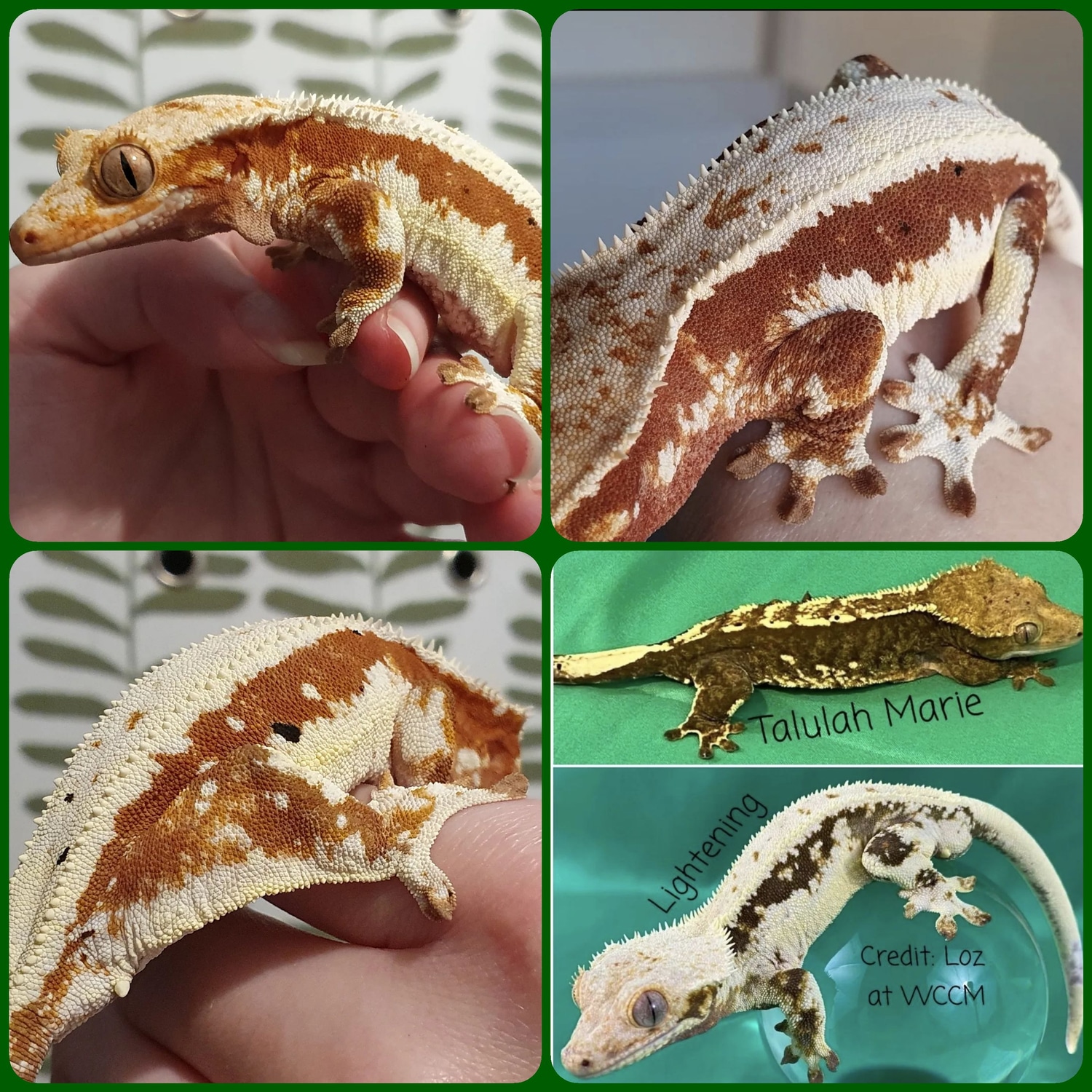 Female Brick Red Lilly Crested Gecko by Flying Fox Geckos - MorphMarket