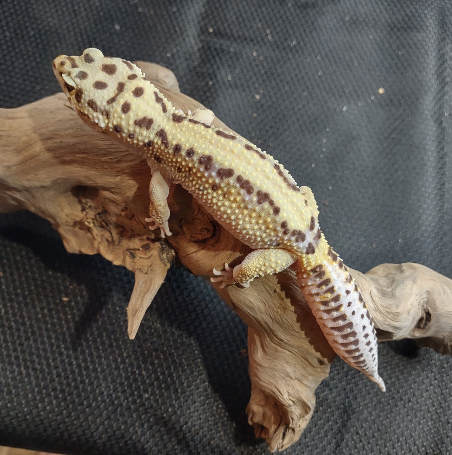 Bold Stripe Het Tremper Het Eclipse Leopard Gecko by Wilde Eye Exotics ...