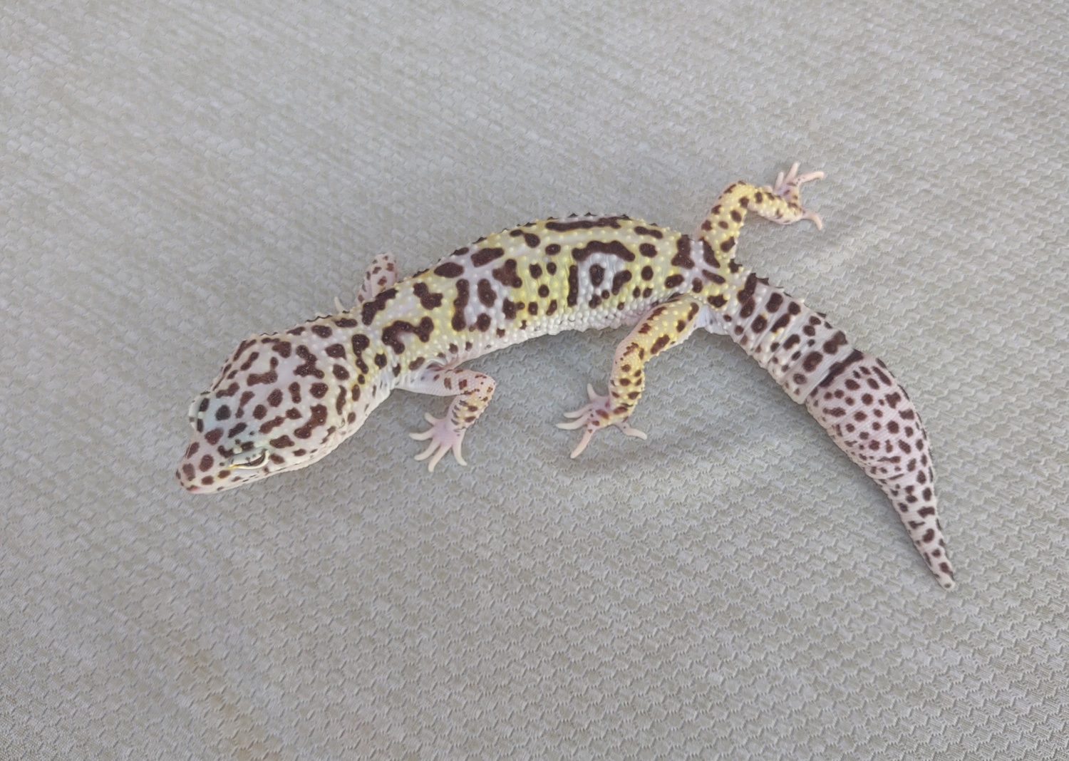 Het Bell Het Eclipse Mack Snow Leopard Gecko by Wilde Eye Exotics ...