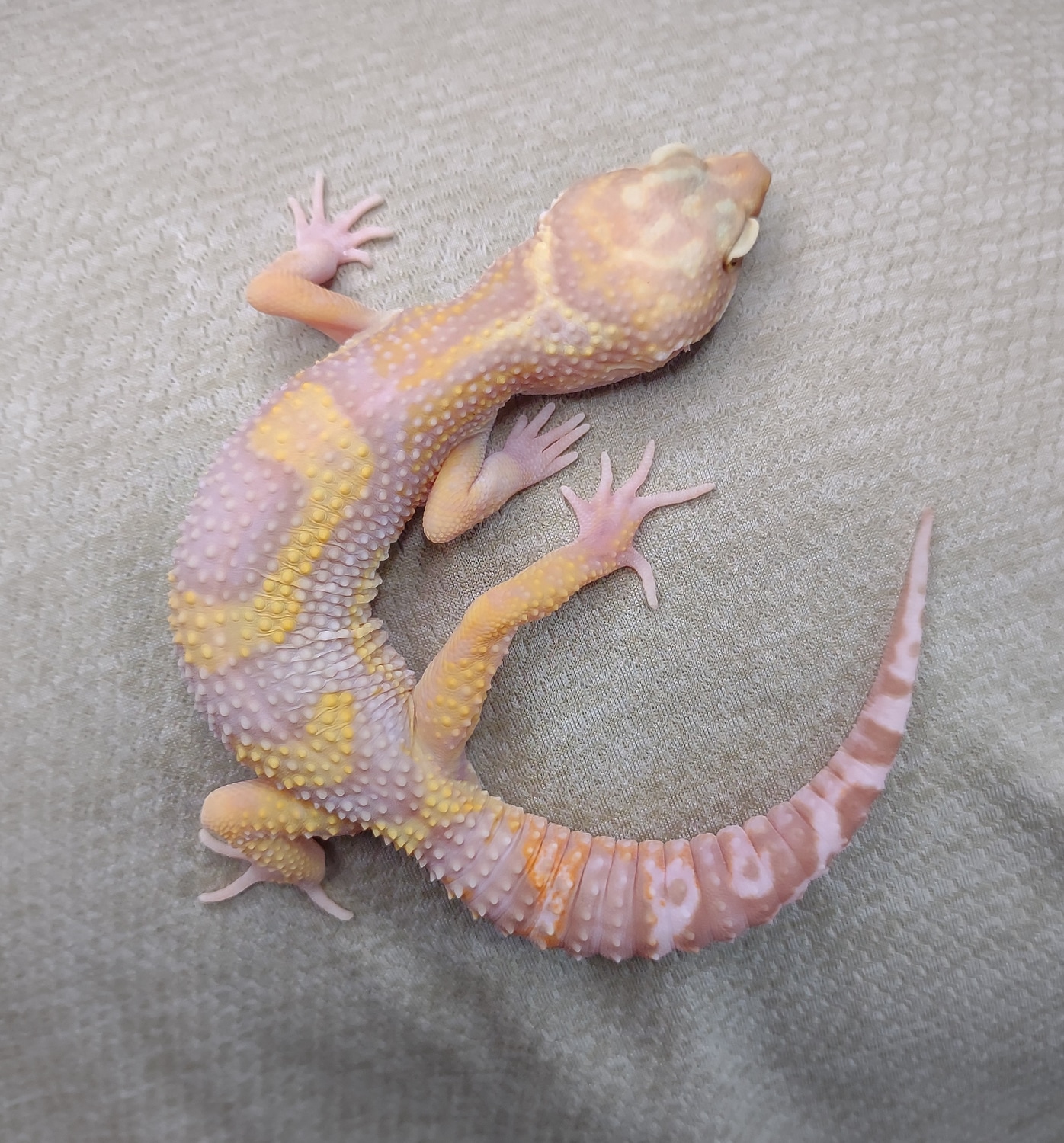 Mack Snow Tremper Pos Het Eclipse Leopard Gecko by Wilde Eye Exotics ...