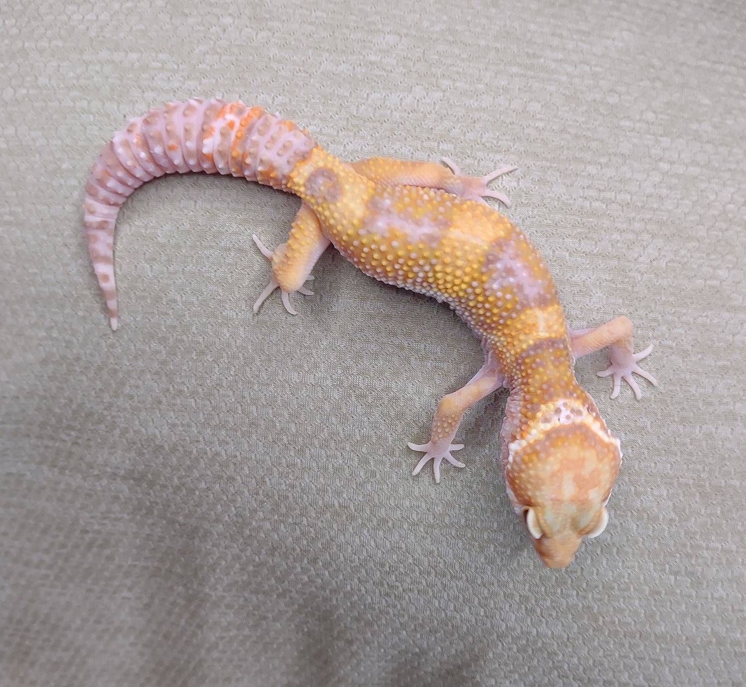 Rainwater Het Eclipse Het Murphy's Patternless Leopard Gecko by Wilde ...