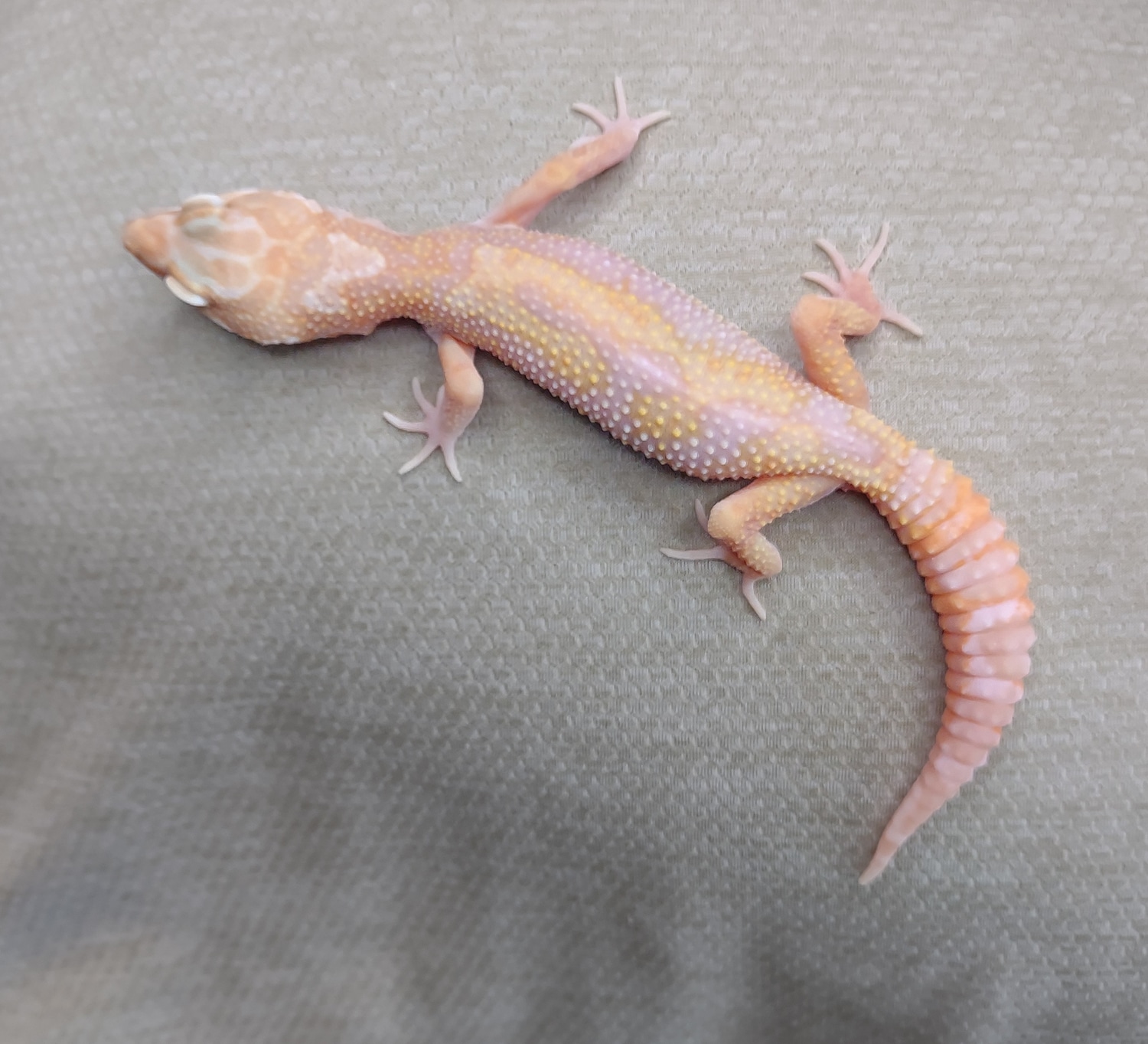 Tremper Het Eclipse Leopard Gecko by Wilde Eye Exotics - MorphMarket
