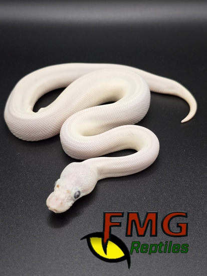 BEL Mojave/Bamboo Ball Python by FMG Reptiles