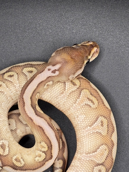 Pastel Soul Sucker Ball Python by FMG Reptiles