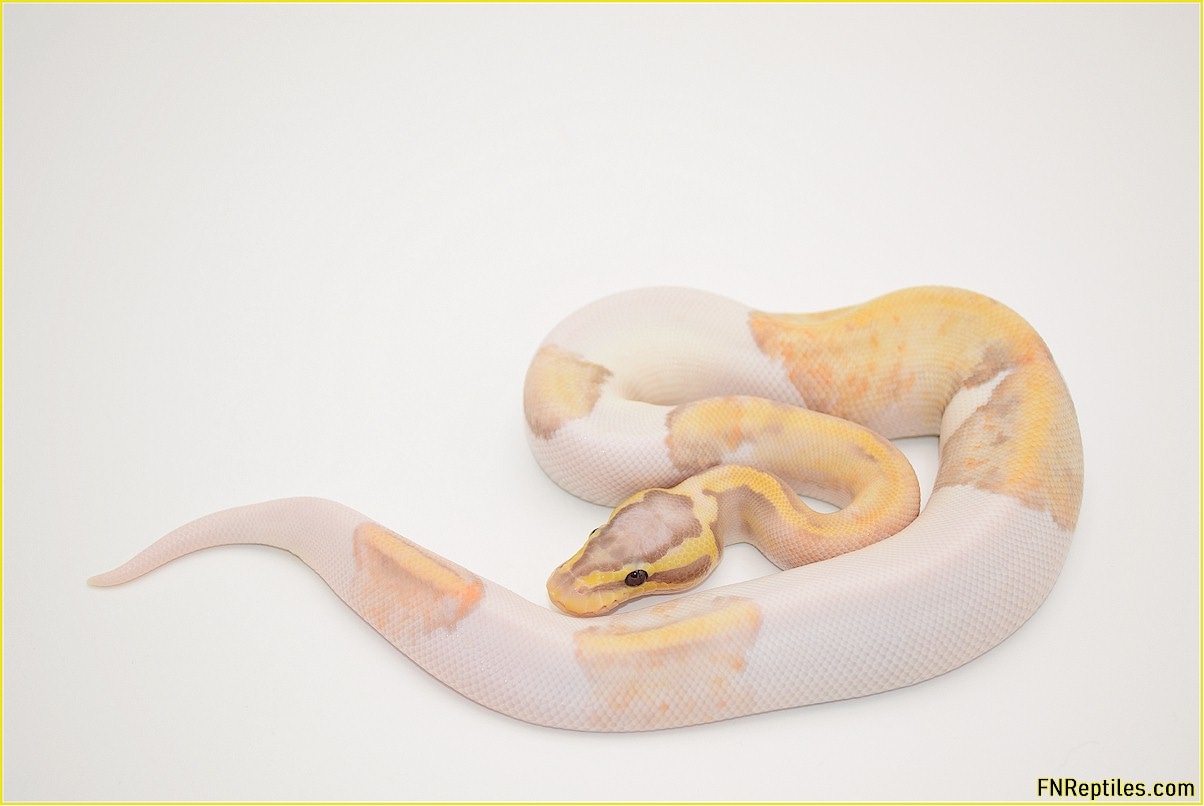 Banana Super Pastel Panther Piebald Ball Python by Freek Nuyt ...