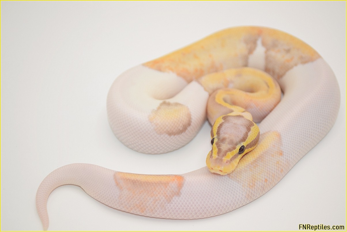 Banana Super Pastel Panther Piebald Ball Python by Freek Nuyt ...