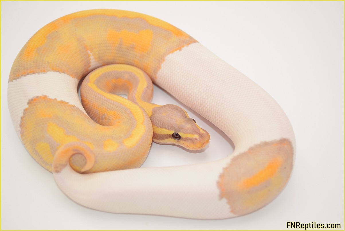 Banana OD Panther Piebald Ball Python by Freek Nuyt / FNReptiles ...