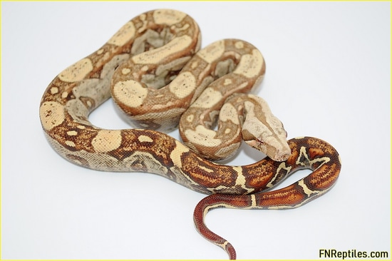 VPI 100% Het Honduran T+ (ARCHANGEL) Boa Constrictor by Freek Nuyt ...