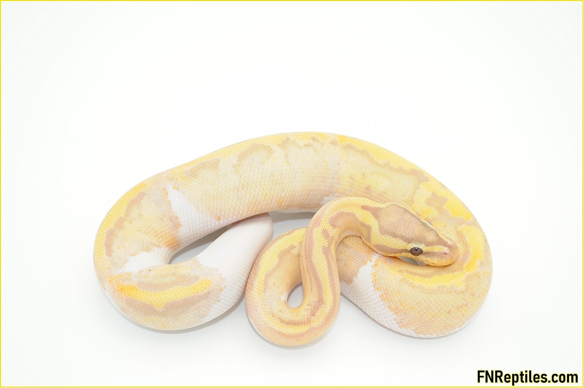 Banana Orange Dream YB Panther Piebald Ball Python by Freek Nuyt ...