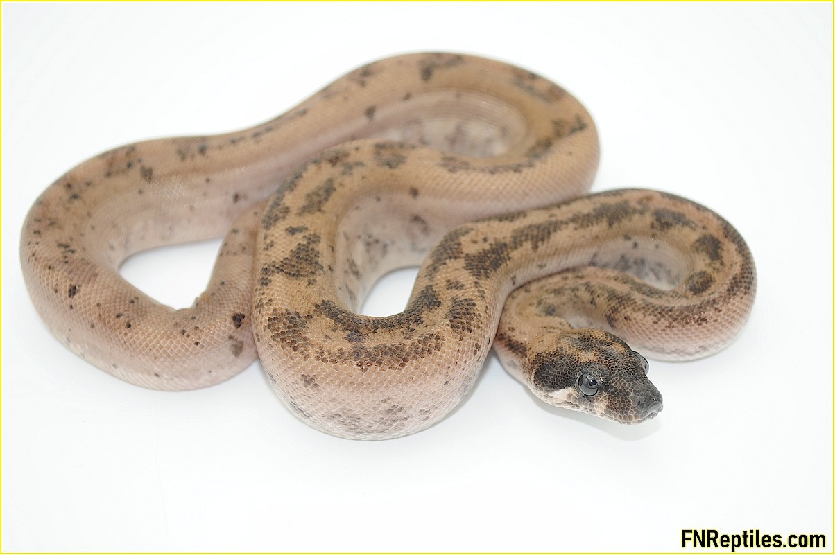 Super Onyx Ghost / Ghost Baron Ph Inferno Boa Constrictor by Freek Nuyt ...