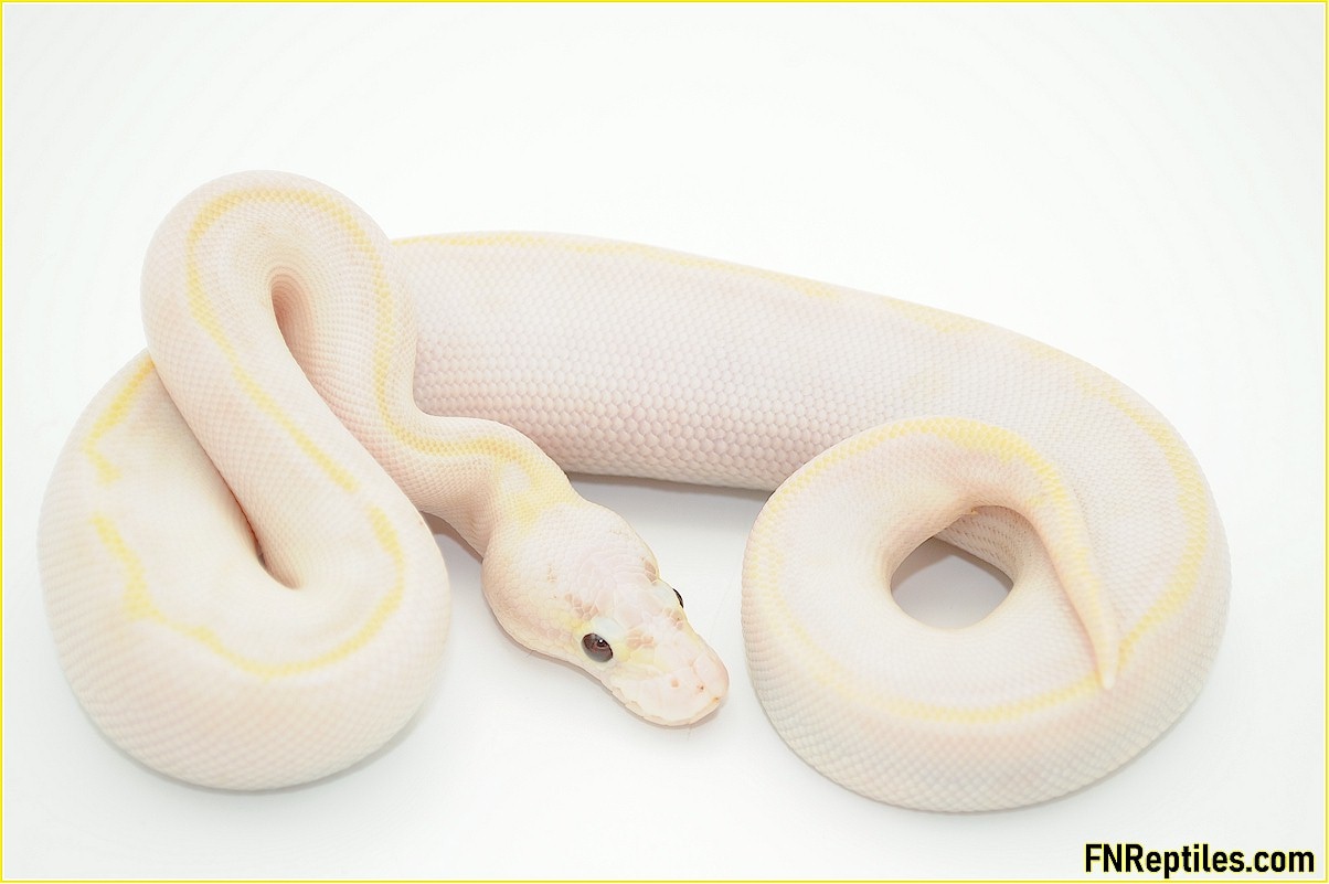 Hi Orange Dream Pastel Enchi Ivory Het Clown Ball Python by Freek Nuyt ...