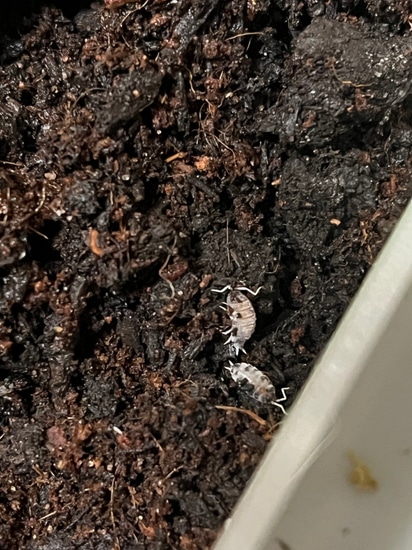 5+ Oreo Crumble Porcellionides Pruinosus Isopod by Folkee Creatures ...