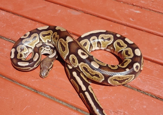 RTB Cinnamon Ball Python by Folkvang Exotics