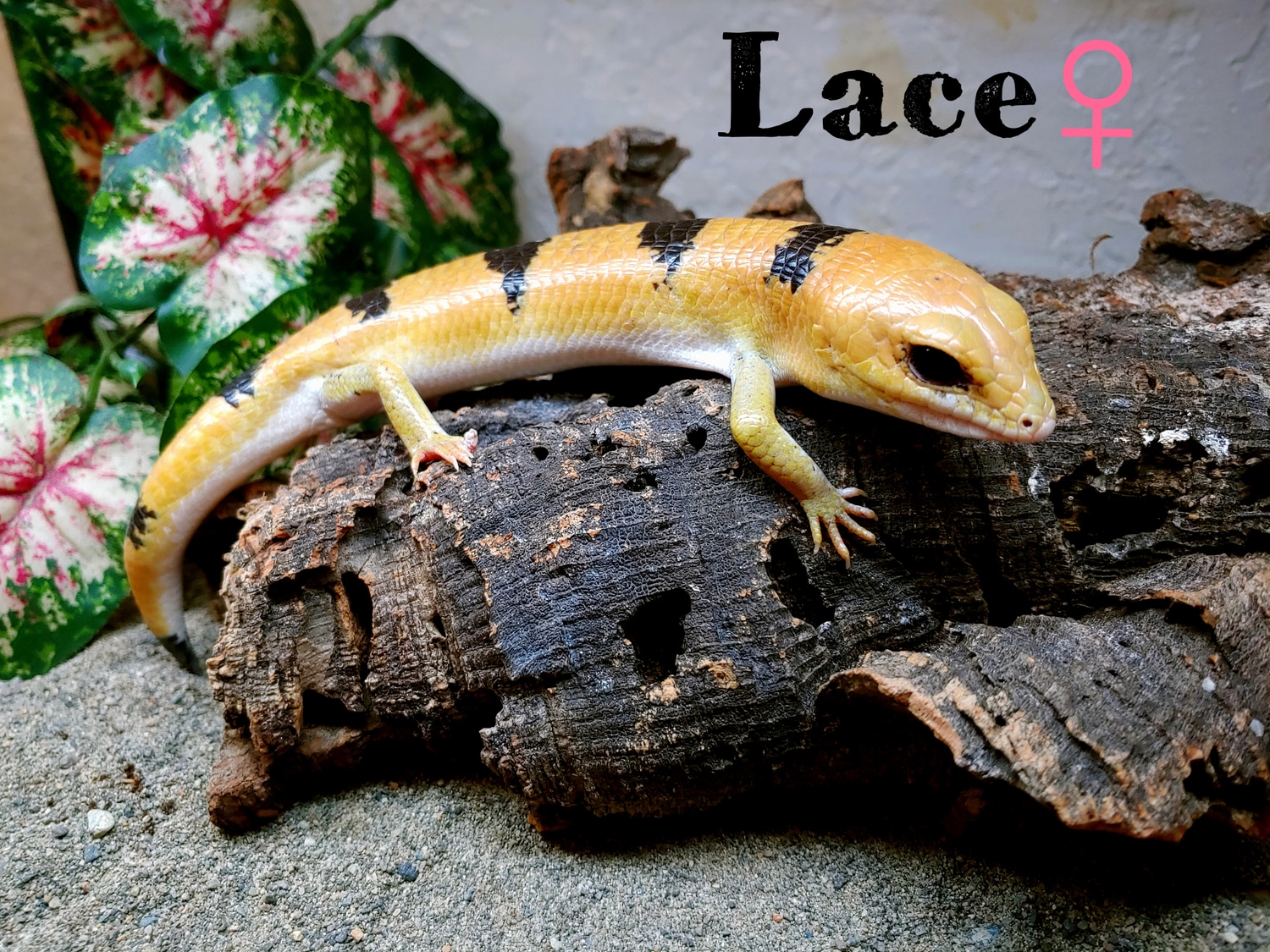 TREATED Peters Banded Skink Other Skink by Folkvang Exotics - MorphMarket