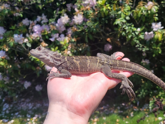 LTC Hydrosaurus Microlophus Sailfin Dragon by Folkvang Exotics