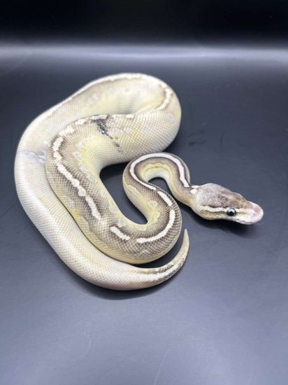 Pewter Calico Lesser Ball Python by FondyMorphs
