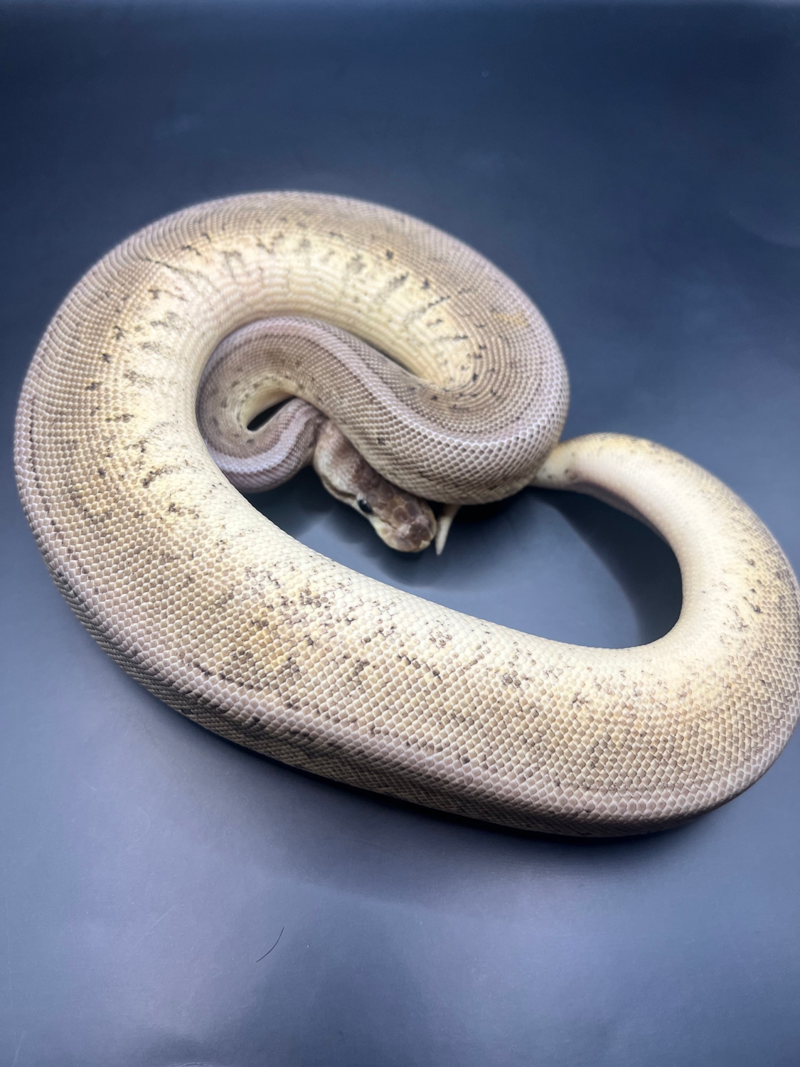 Russo Chocolate Pinstripe Ball Python by FondyMorphs - MorphMarket