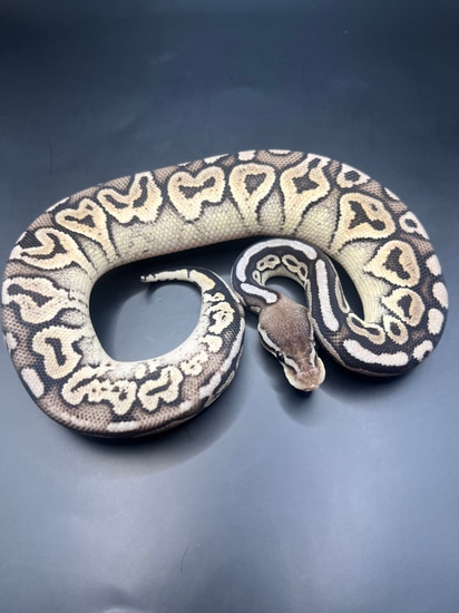 Pewter Het Lavender Albino Ball Python by FondyMorphs