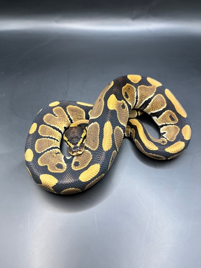 Normal 66% Het Clown Ball Python by FondyMorphs