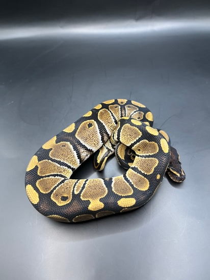 Normal 66% Het Clown Ball Python by FondyMorphs
