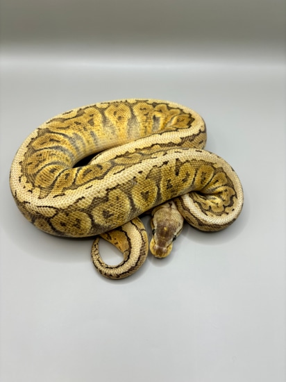 Lemonblast GHI Ball Python by FondyMorphs