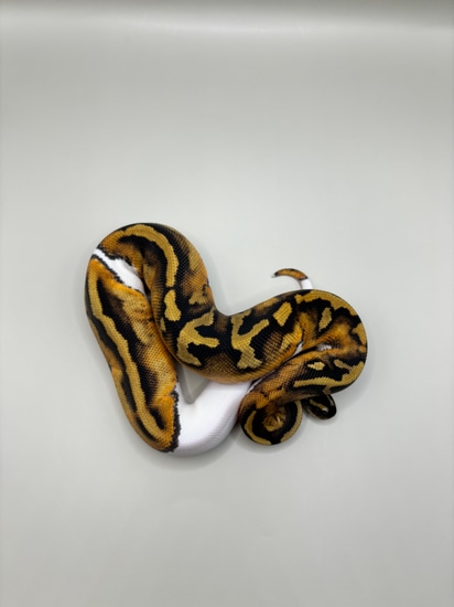 Piebald Ball Python by FondyMorphs