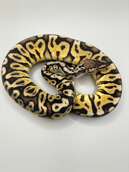 Inferno Ball Python by FondyMorphs
