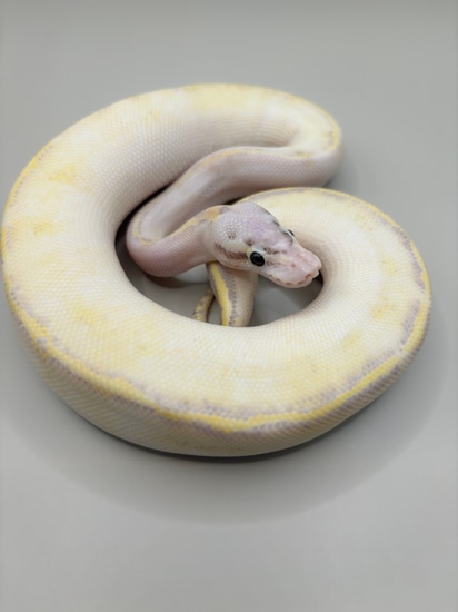 Pastel Ivory Ball Python by FondyMorphs