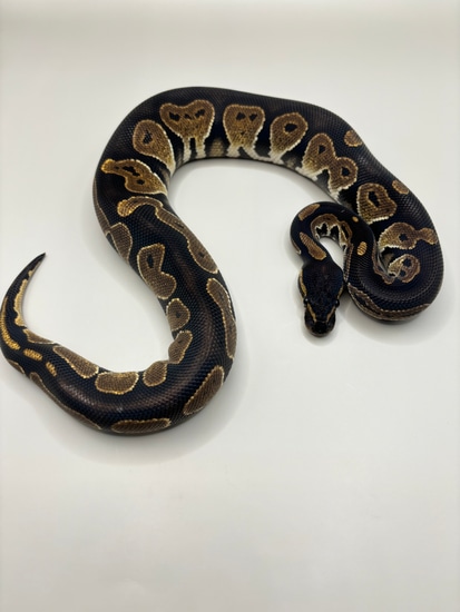 Blackhead 66% Het Piebald Ball Python by FondyMorphs