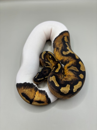 Piebald Pos Leopard Ball Python by FondyMorphs