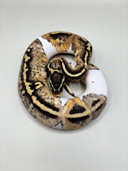 Pastel Piebald Ball Python by FondyMorphs