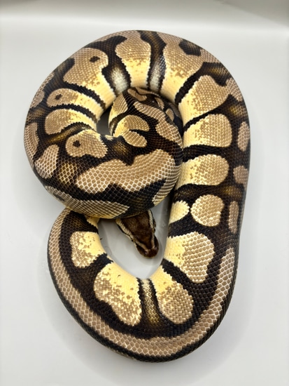 Pastel Orange Dream RTB Ball Python by FondyMorphs