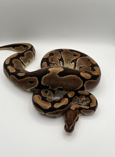 RTB 100% Het Lavender Albino Ball Python by FondyMorphs