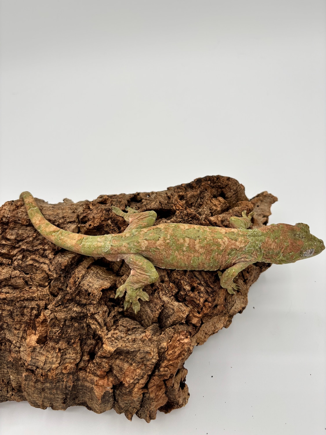 FondyMorphs's Collection - MorphMarket