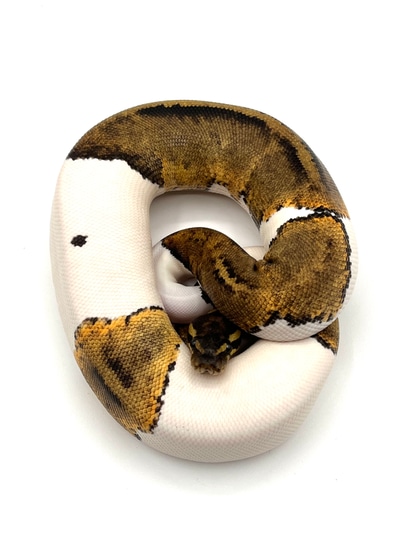 Mahogany Pied Ball Python by FondyMorphs