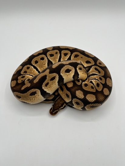 Pastel Het Clown Ball Python by FondyMorphs