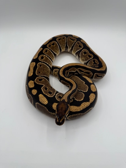 RTB Het Puzzle Ball Python by FondyMorphs