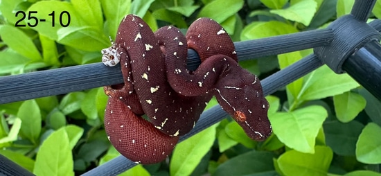 Designer Outcross Green Tree Python by FooKing Chondros