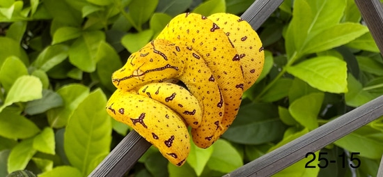 Designer Outcross Green Tree Python by FooKing Chondros