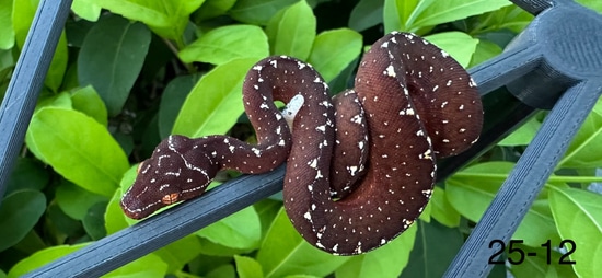 Designer Outcross Green Tree Python by FooKing Chondros