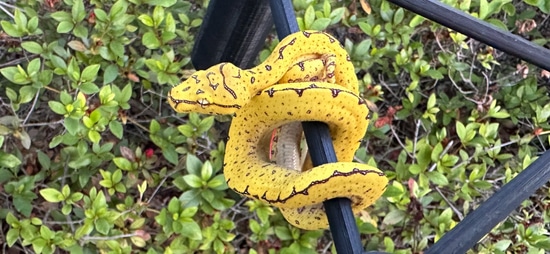 Designer Outcross Green Tree Python by FooKing Chondros