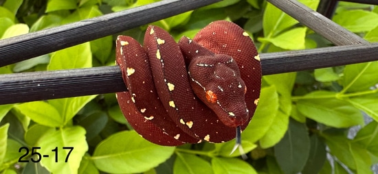 Designer Outcross Green Tree Python by FooKing Chondros