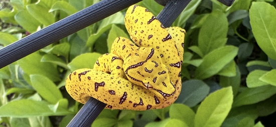 Designer Outcross Green Tree Python by FooKing Chondros